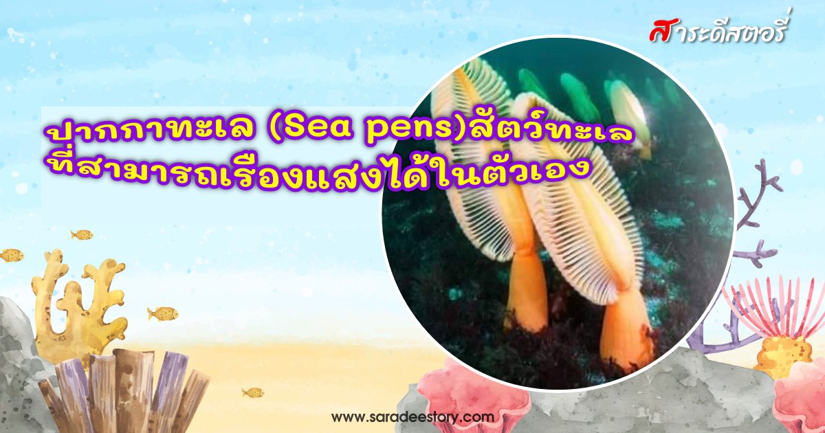 Saradee Story | ปากกาทะเล (Sea Pens) สัตว์ทะเลที่สามารถเรืองแสงได้ในตัวเอง